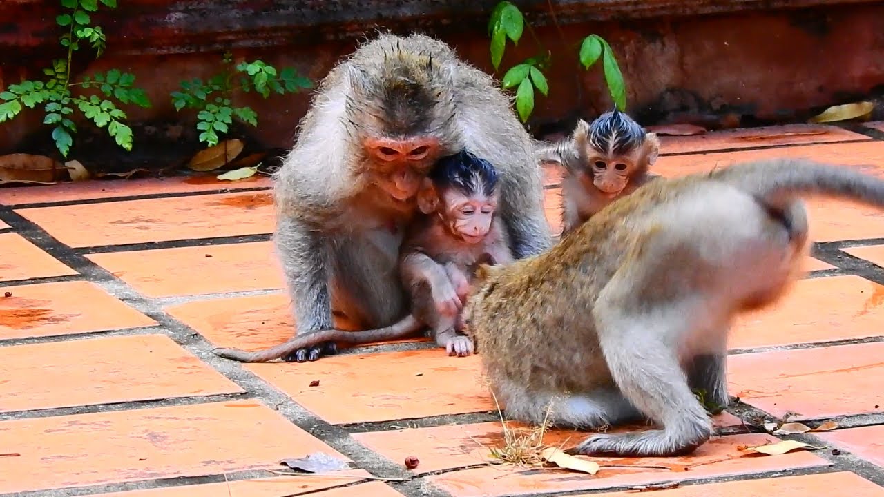 Mother monkey steal baby monkey run away - YouTube