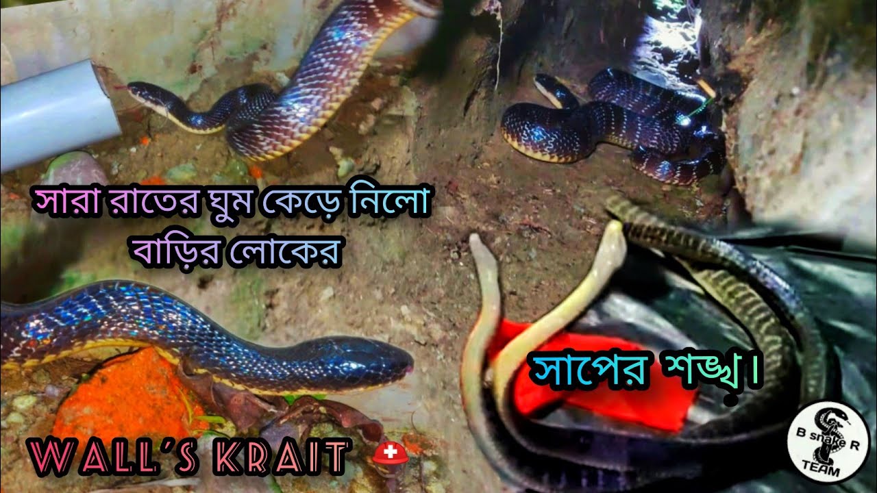 #snake//সাপের শঙ্খ🐍//জোড়া সাপের অত্যাচারে সারা রাত ঘরের বাইরে কাটাতে ...