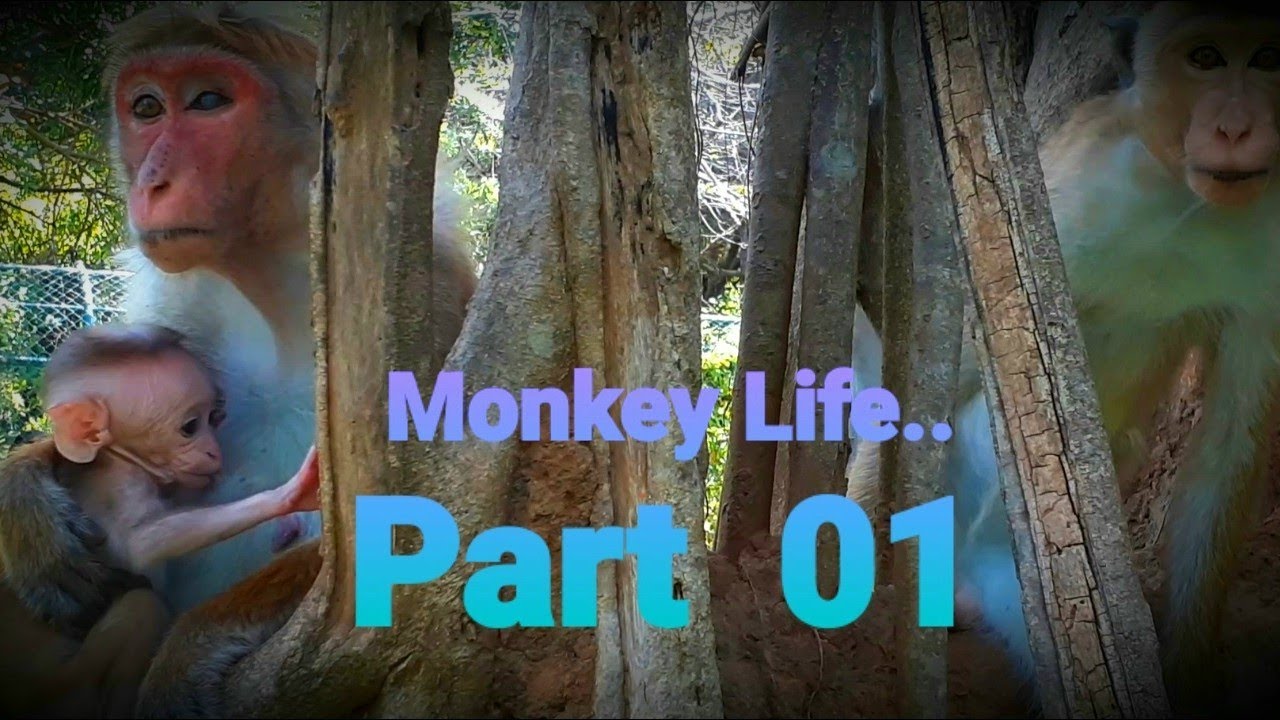 Monkey Life... Part 01 - YouTube