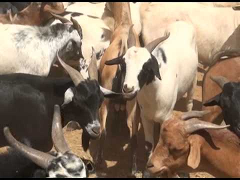 Smart Farm: The Goat Market - YouTube