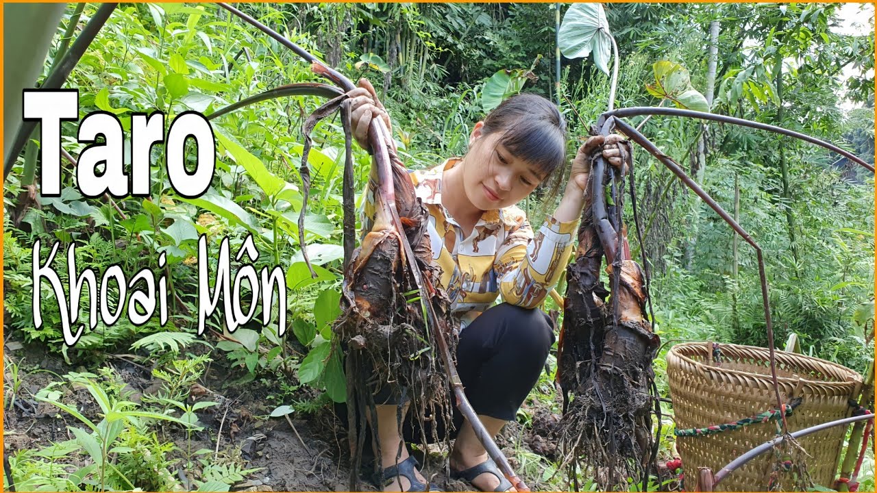 Taro, How To Cook Taro Taro Is Delicious And Simple #16 - YouTube