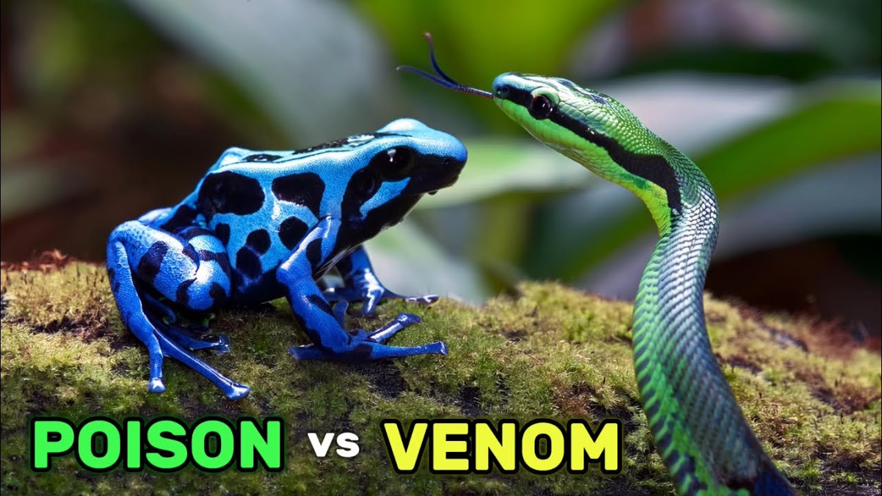 Poison Vs Venom! - YouTube