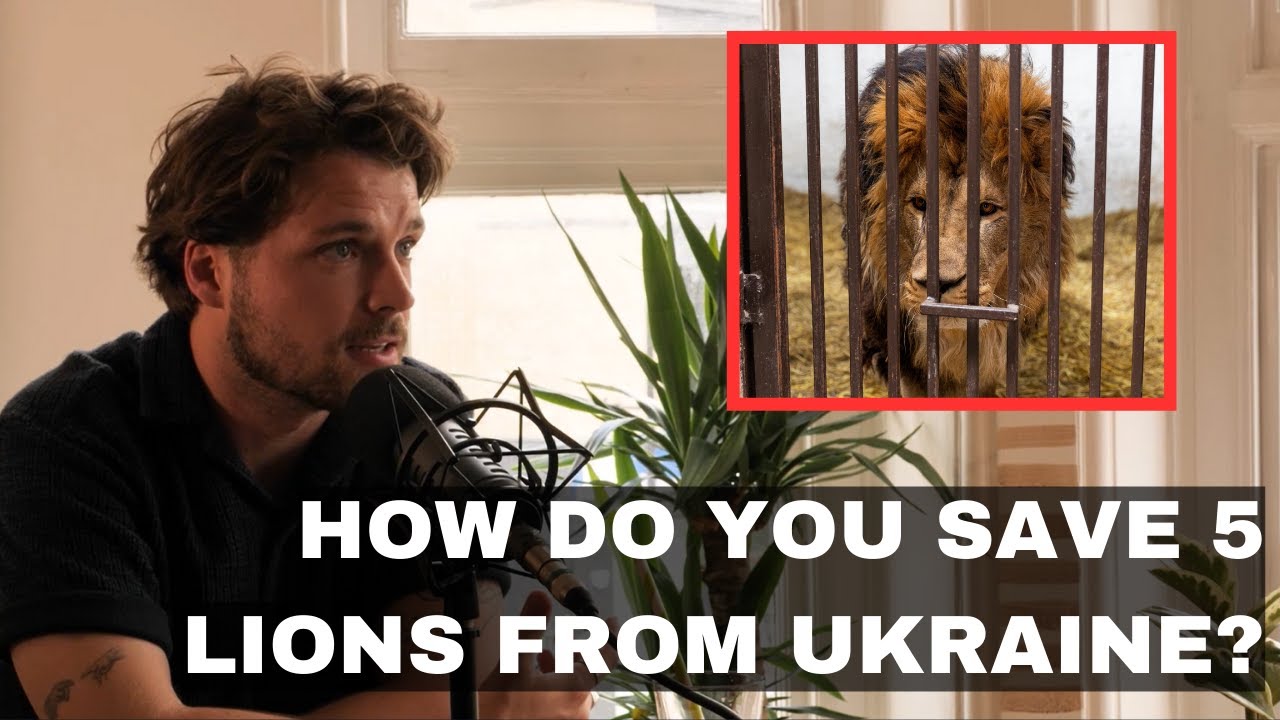 What it takes to save 5 lions from a warzone - YouTube