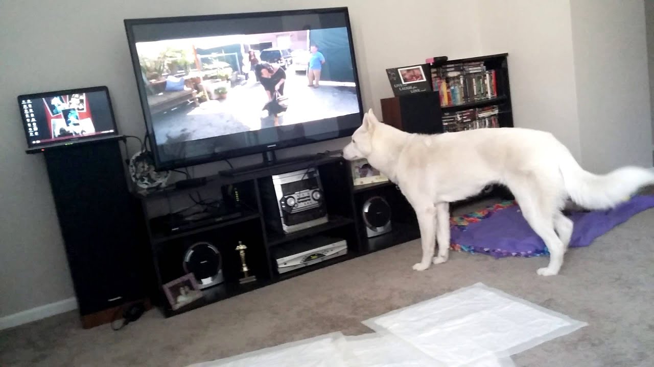 LITA SIBERIAN HUSKY WATCHING DOG WHISPER CESAR - YouTube