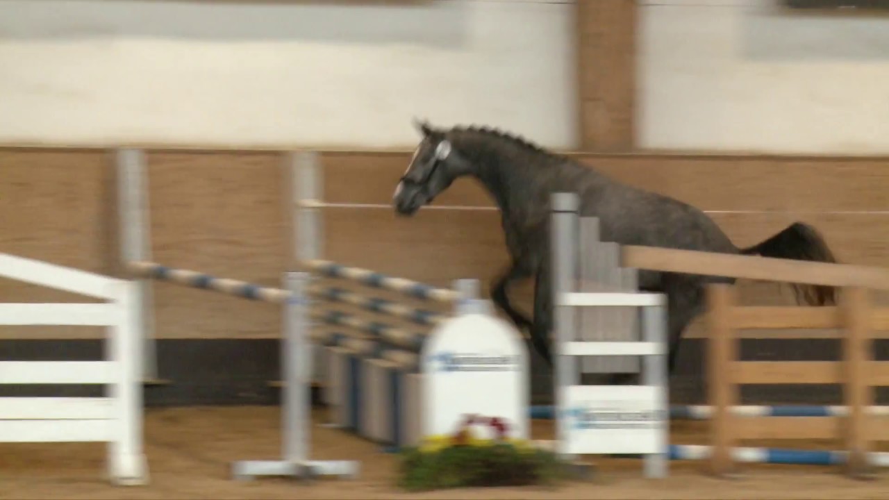 Durango VDL - Sidney *2015 - YouTube