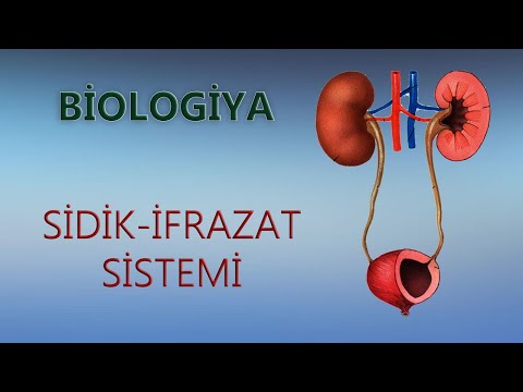 Böyrəklərin quruluşu, sidiyin əmələ gəlməsi. Sidik-İfrazat sistemi. Böyrəklər. Biologiya. 8-ci sinif