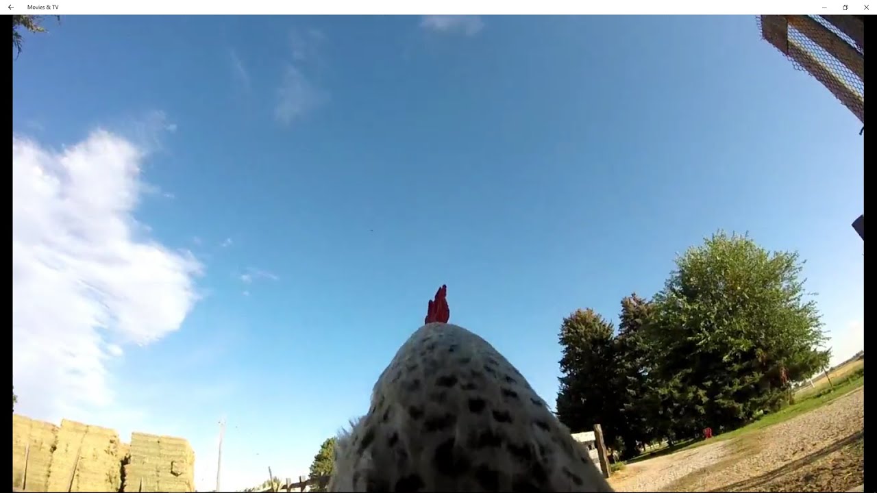 GoPro: Chicken - YouTube