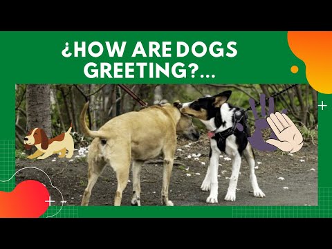 How do dogs greet each other? And HOW TO PRESENT THEM? [Research]
