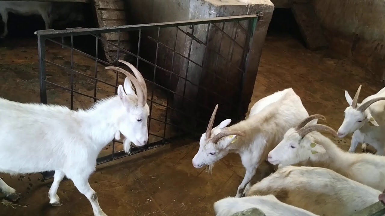 Goat Wrestling in Sri Lanka - YouTube