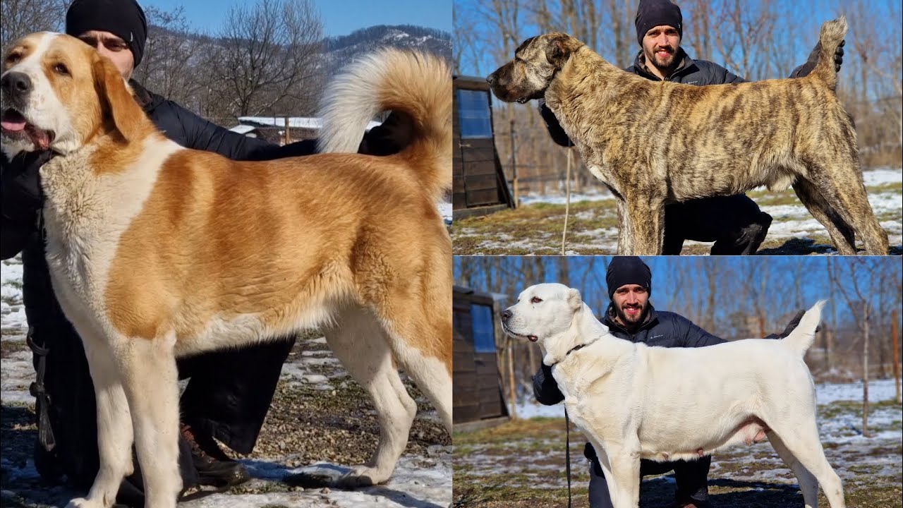 Canisa de CIOBĂNEȘTI DE ASIA CENTRALĂ ‼️LEGIO PRIMA DACICA KENNEL‼️ ...