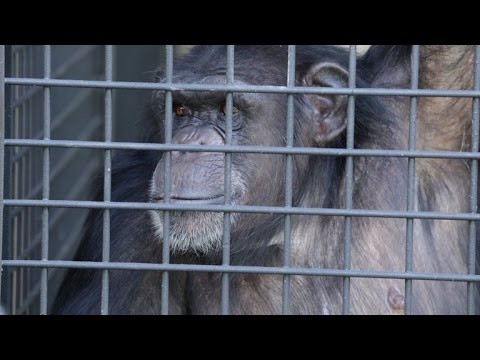 Chimpanzees Who Survived Lab Testing Arrive at Sprawling New Forever ...