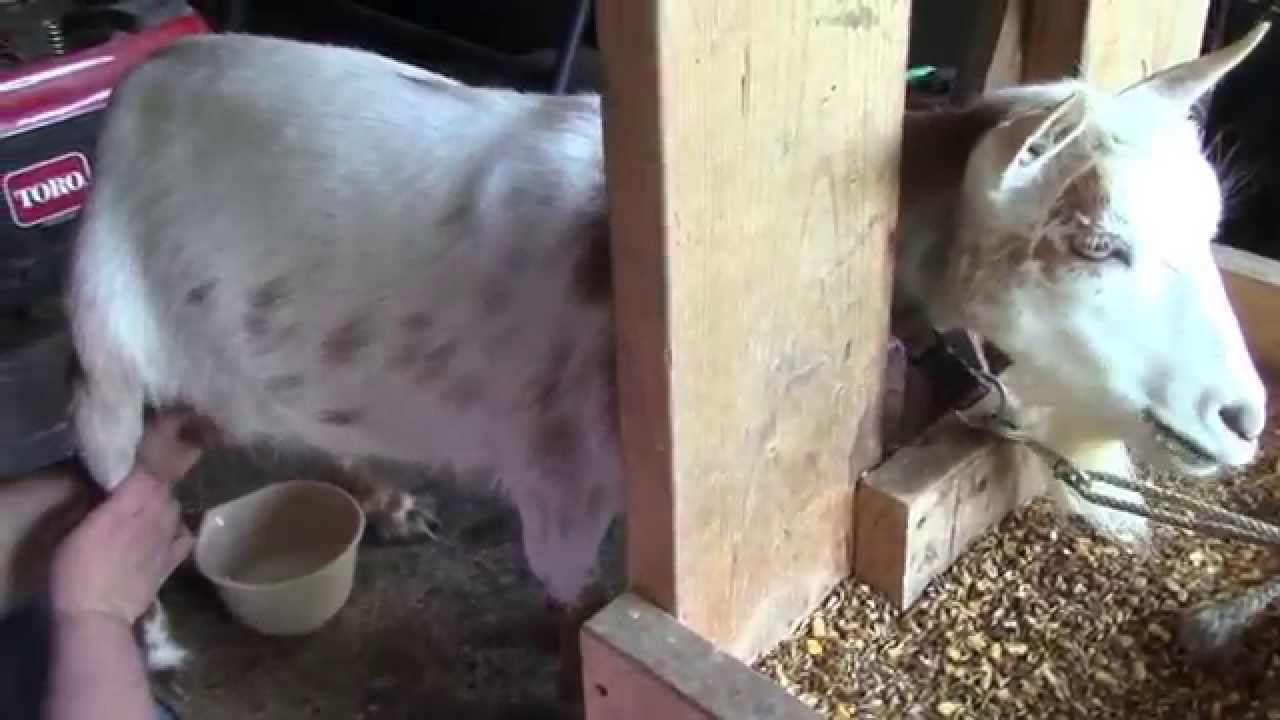Spring on a Farmette in Pennsylvania - YouTube