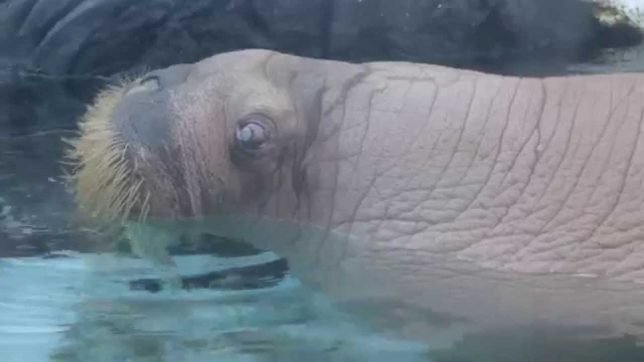Visit the USA - Seaworld - Walrus - San Diego - YouTube
