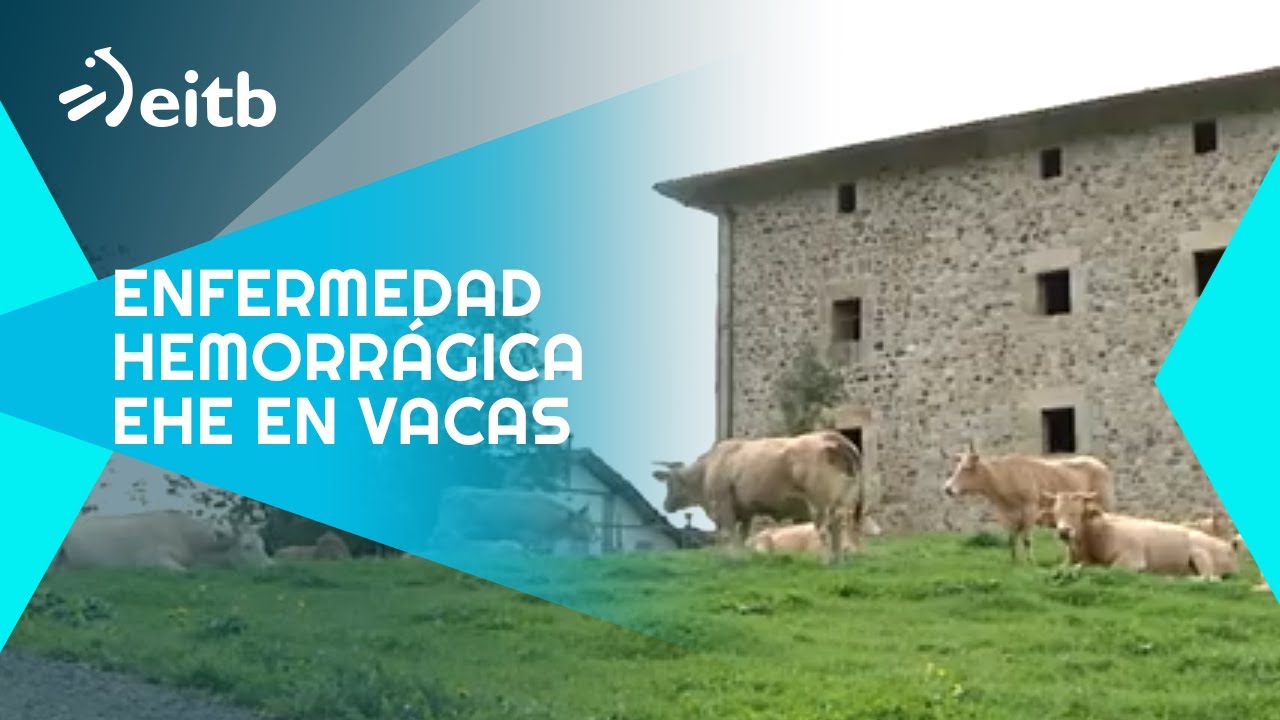 Enfermedad hemorrágica EHE en vacas: ¿Qué es y cómo afecta el virus ...