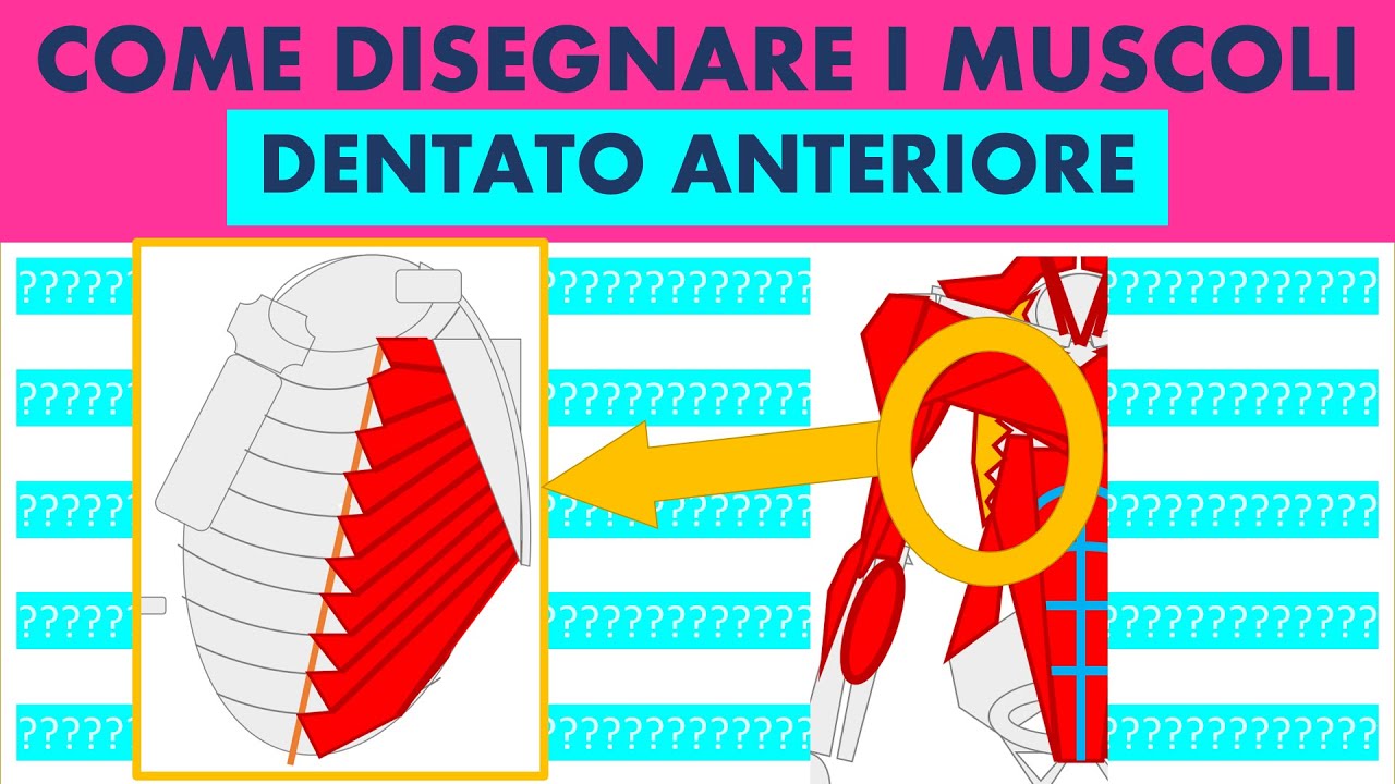 Come disegnare il dentato anteriore. Tutorial di anatomia artistica: i ...
