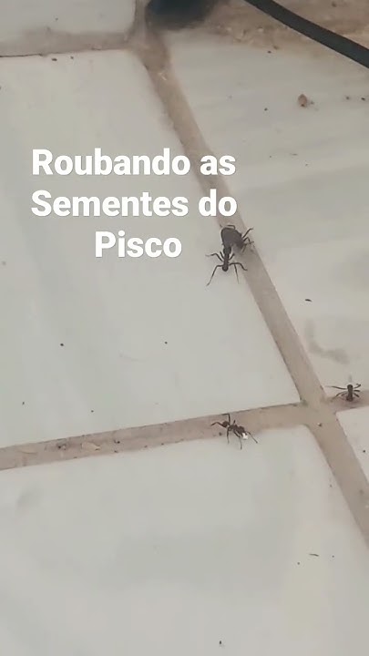 minha casa foi invadida por formigas ladras. - YouTube