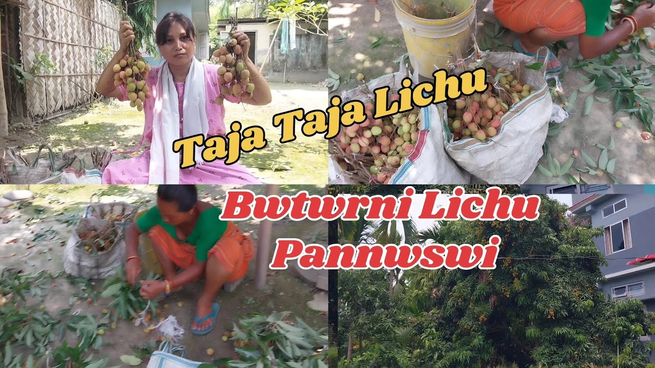 Lichu hanbai jwngha dinwi// Bwtwrni Lichu pannwswi ️ ️ - YouTube