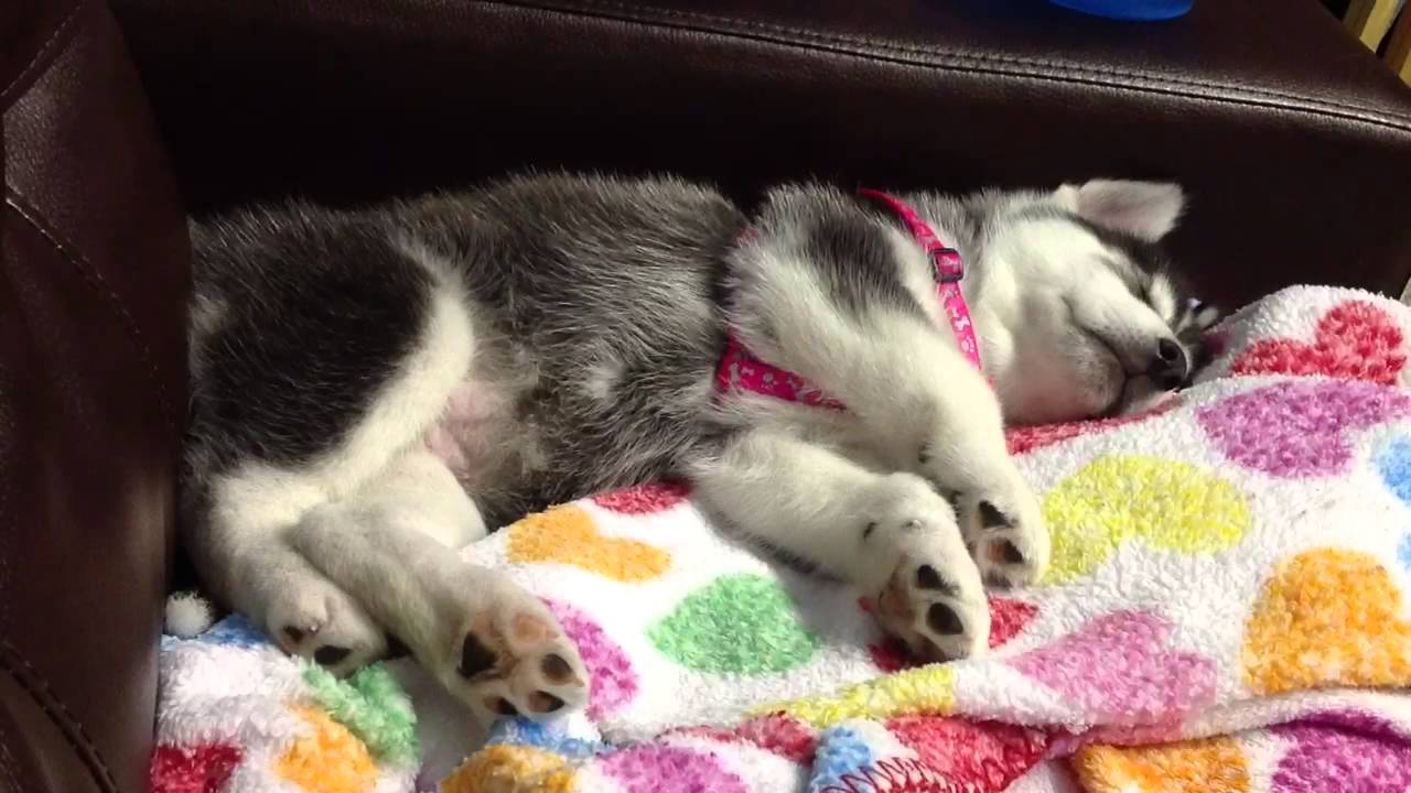Baby Siberian Husky Dreaming - YouTube