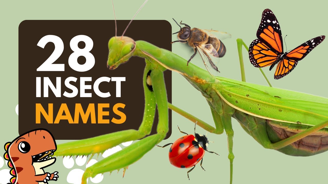 28 Common Insects Found in Our Surroundings for Kids to Learn ...
