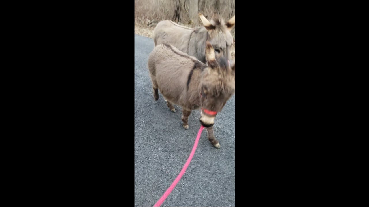 Walk with Benjamin, Lulu, Molly and Becky! Benjamin is actually walking ...