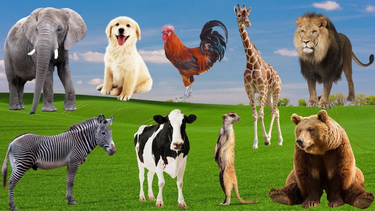 Cute and kind animals! Sounds of dog, cat, zebra, elephant, lion ...