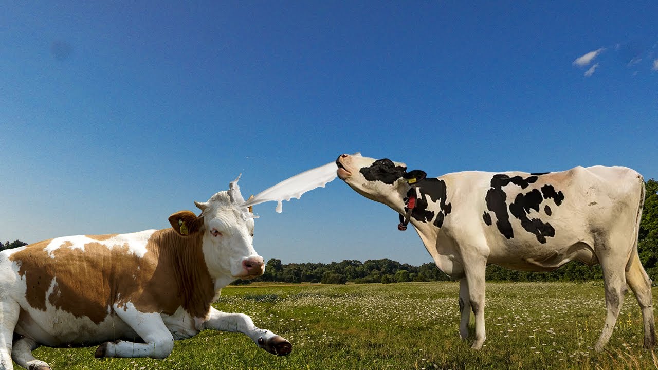 Raising Healthy Calves: A Guide to Feeding Calves on the Farm - YouTube