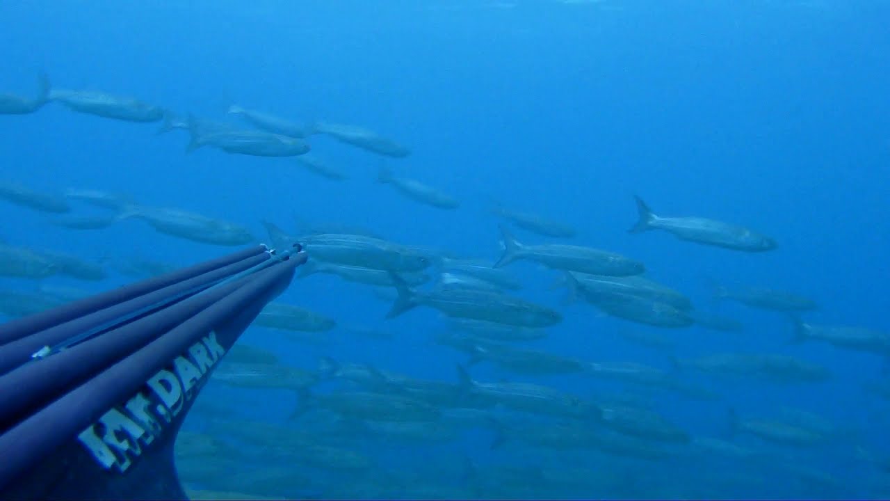 Orata sarago e mormora - YouTube