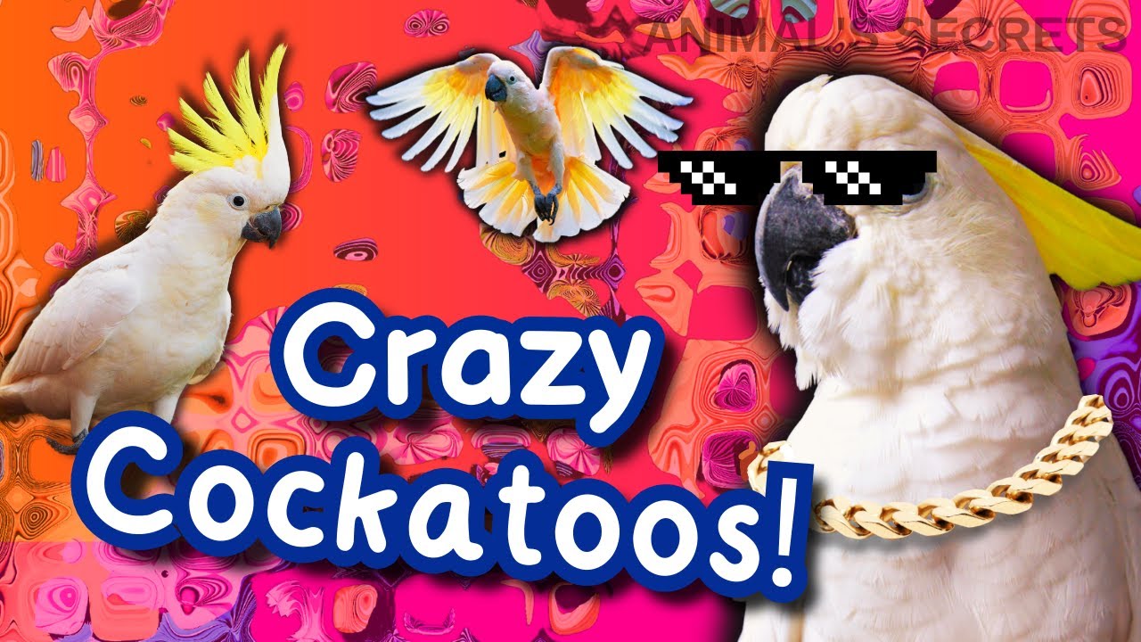 Crazy Cockatoos Go Wild! | TOP 10 Facts about #Cockatoo - YouTube