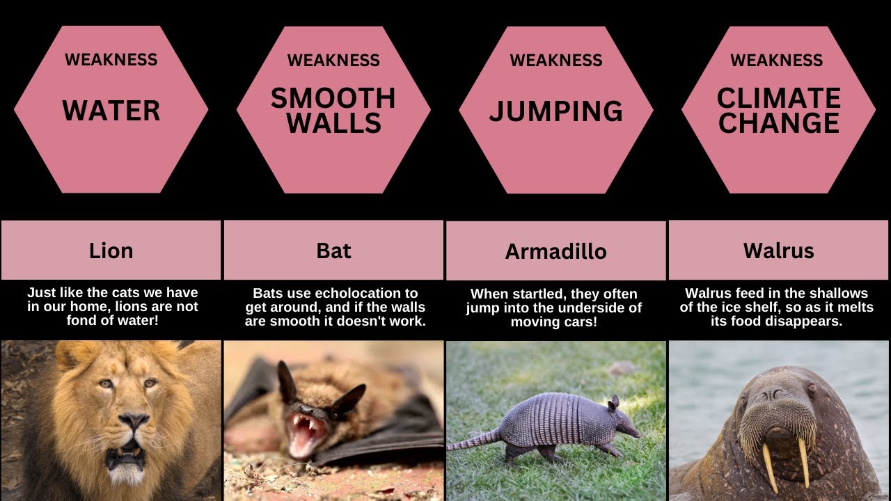 Animals and their weakness Survival | Comparision Tv - YouTube
