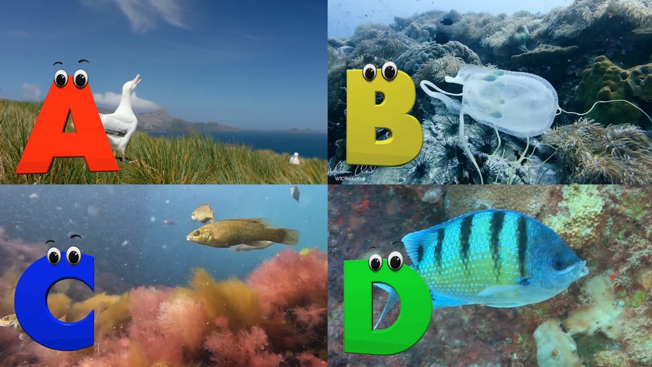 Sea Animals ABC Song | Sea Animals Alphabet Song | Learn The Names of ...