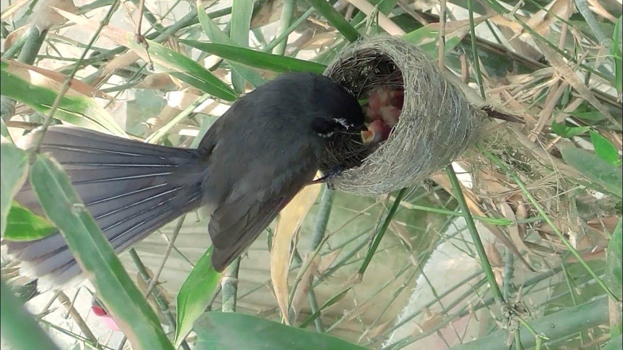 Pied cuckoo bird and her baby/পাপিয়া পাখি ও তার ছানা#shortvideo# ...