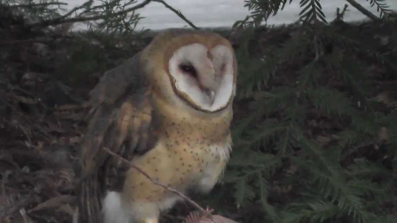 San Ramon Barn Owl - YouTube