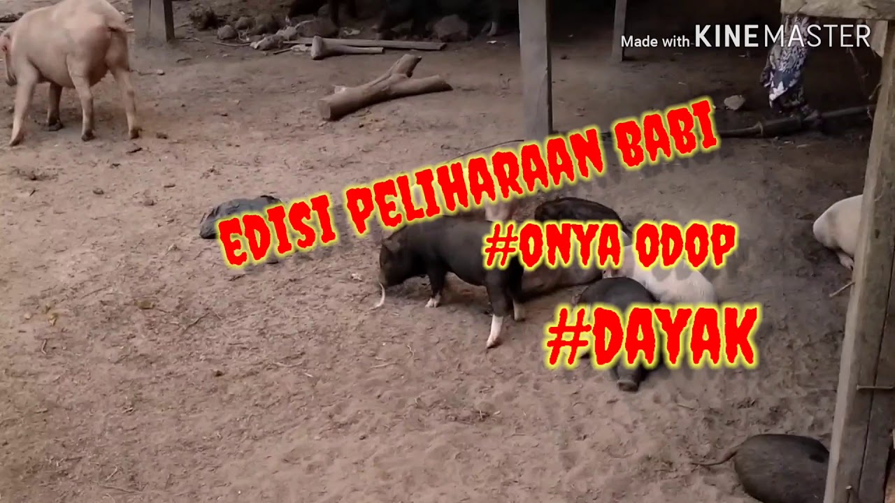 Pelihara babi khas orang dayak - YouTube