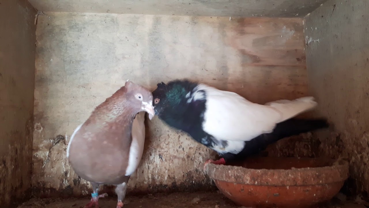 Kaftar Sineh Shirazi Toghi Irania high flyers Persian Iranian Pigeon ...