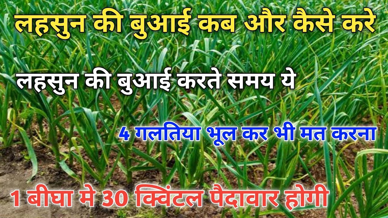 लहसुन की बुआई कब और कैसे करे || लहसुन की बुआई करते समय ये 4 गलतिया भूल ...