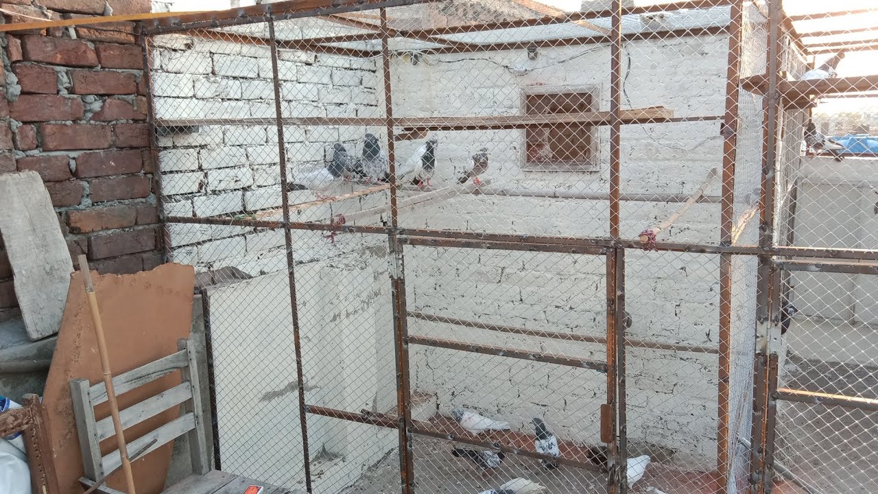 Kaka brand pigeon club 3 din bad kabutar pakda - YouTube