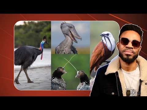 THE SCARIEST BIRD SOUNDS IN THE WORLD