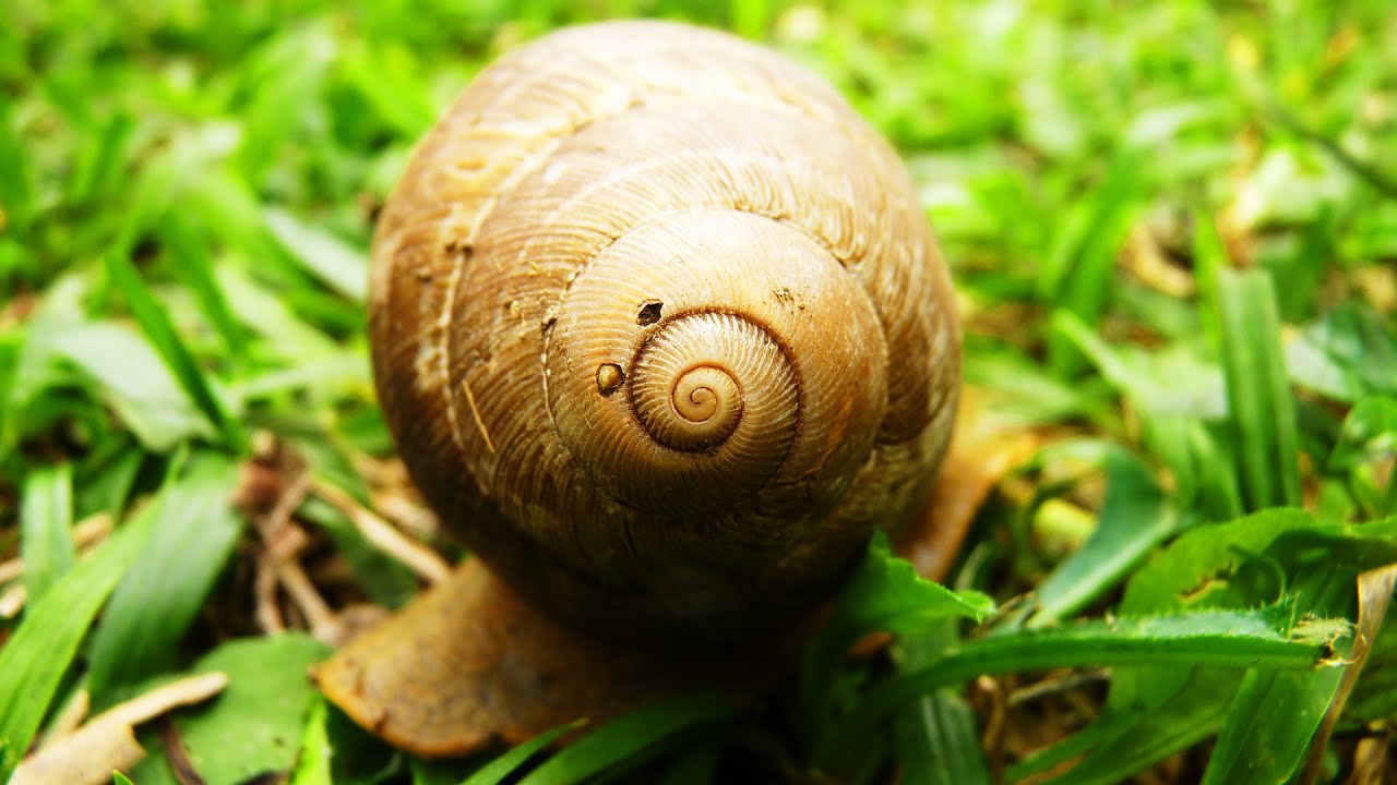 Caracol - YouTube