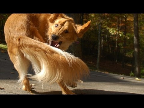 Funny dogs and cats chasing tails – Funny and cute animal compilation ...