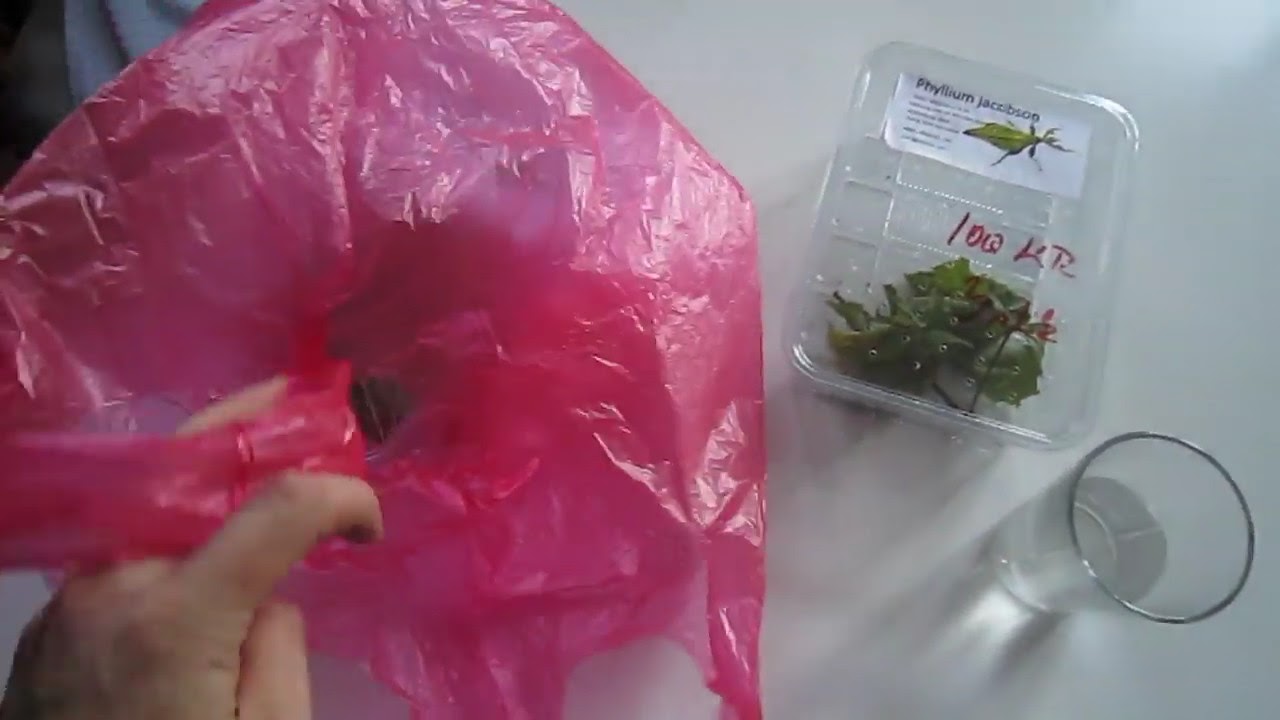 Phyllium Jacobsoni - YouTube