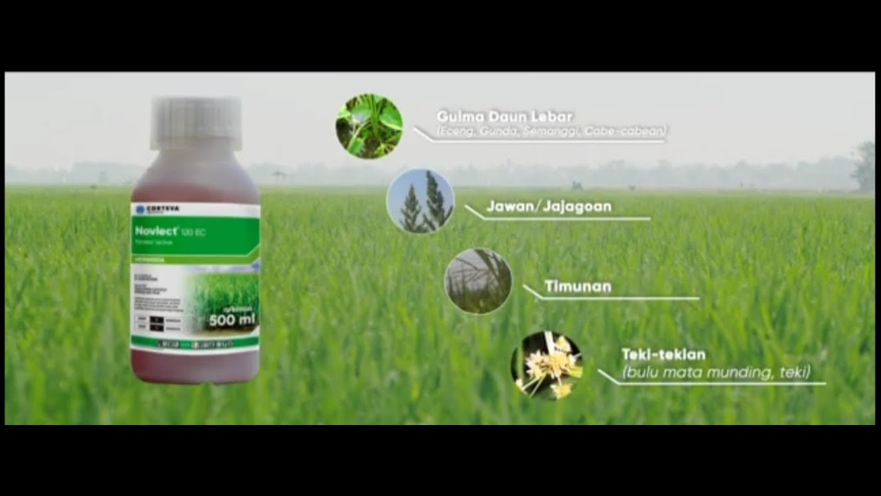 Herbisida Novlect 120 EC || Pengamatan 3 hari setelah aplikasi ...