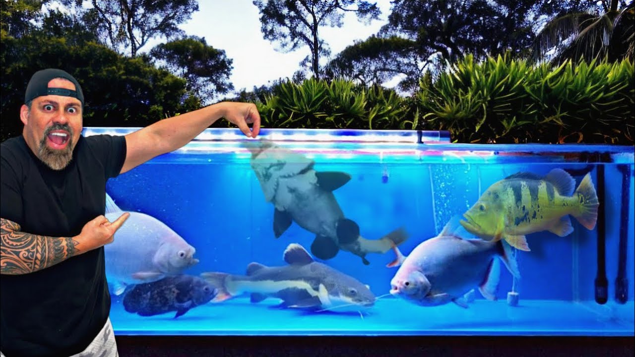 FEEDING ALL OUR EXOTIC AND MONSTER FISH 🔥 - YouTube