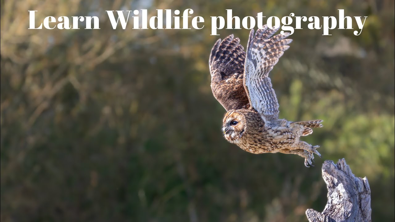 Learn the basic of DSLR camera | Get in Wildlife photography #birds # ...