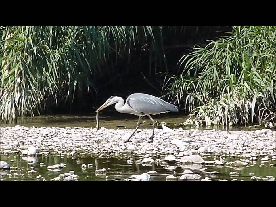 ANIMALES CIGUEÑA COMIENDOSE UNA SERPIENTE..wmv - YouTube