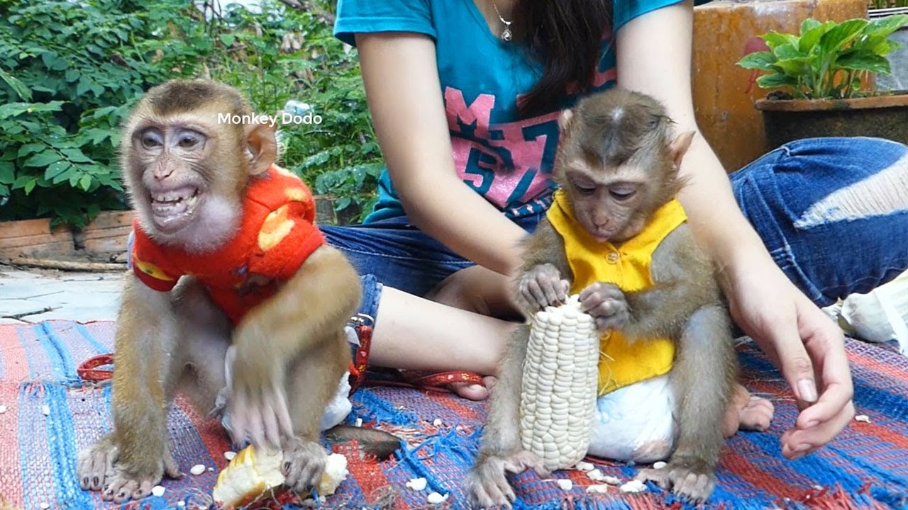 Awesome Monkey !! Dodo Very Excited And Smile When Got Bread And Corn ...