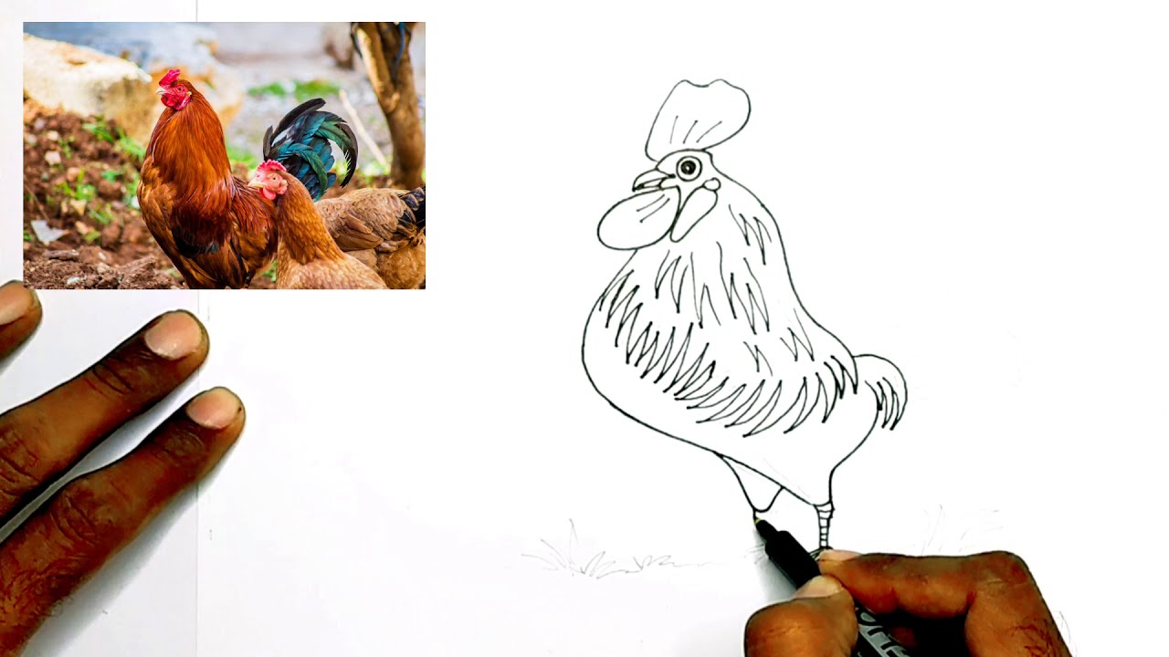 How to Draw a Cartoon Rooster | Real Vs Cartoon Drawing | Easy Step by ...