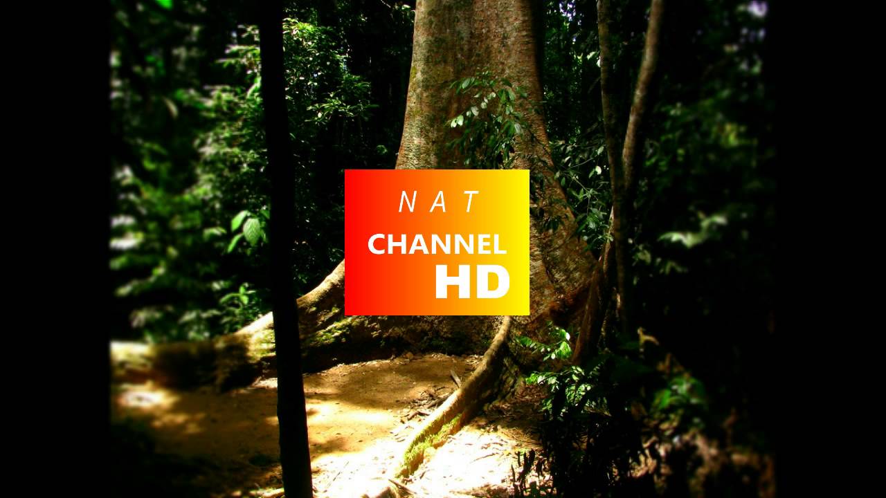 The NAT Channel - Credits (HD) - YouTube