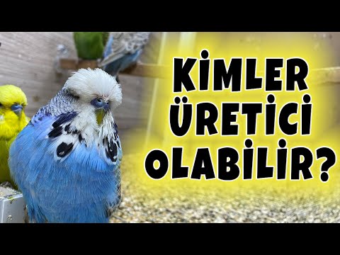 MUHABBET KUŞU ÜRETİMİ YAPABİLİRMİYİM ? HOBİCİ ? ÜRETİCİ ?