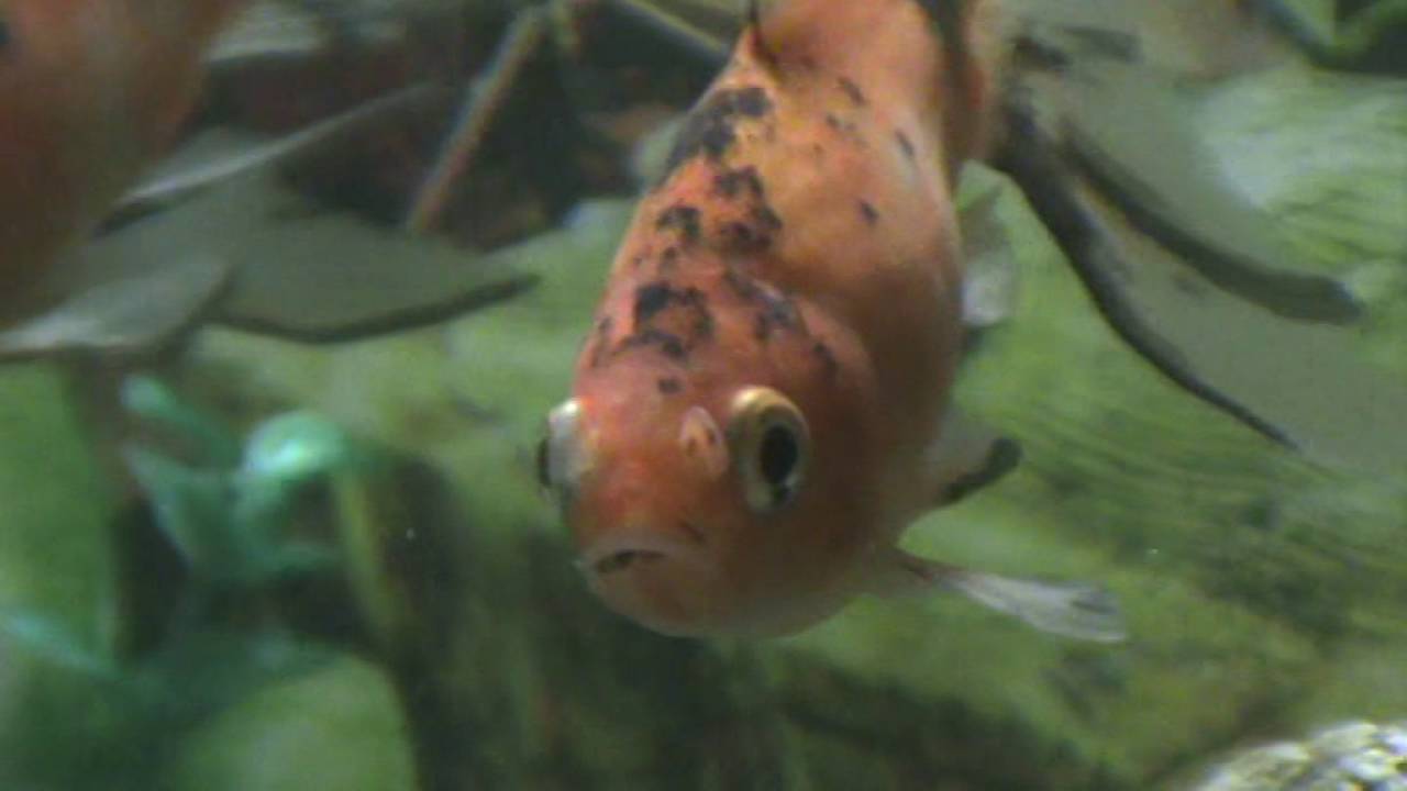 Fish Ecorium Asif - YouTube