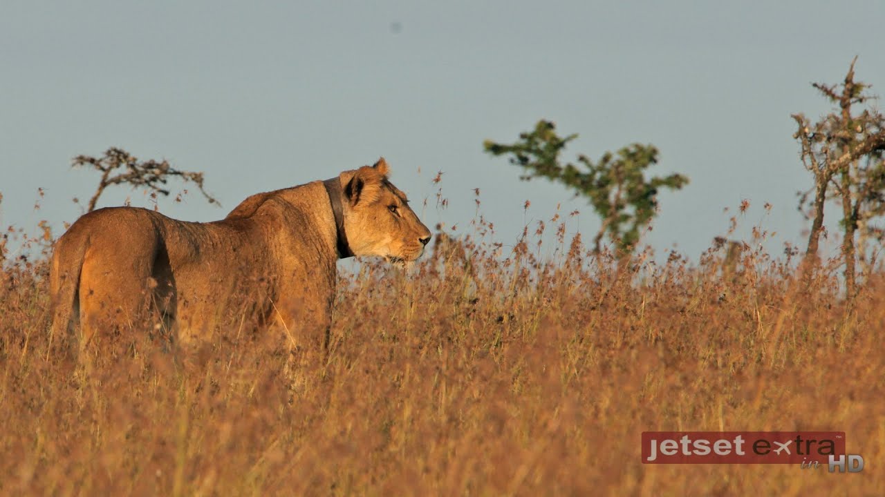 Lions Waking up during Kenyan Safari - YouTube